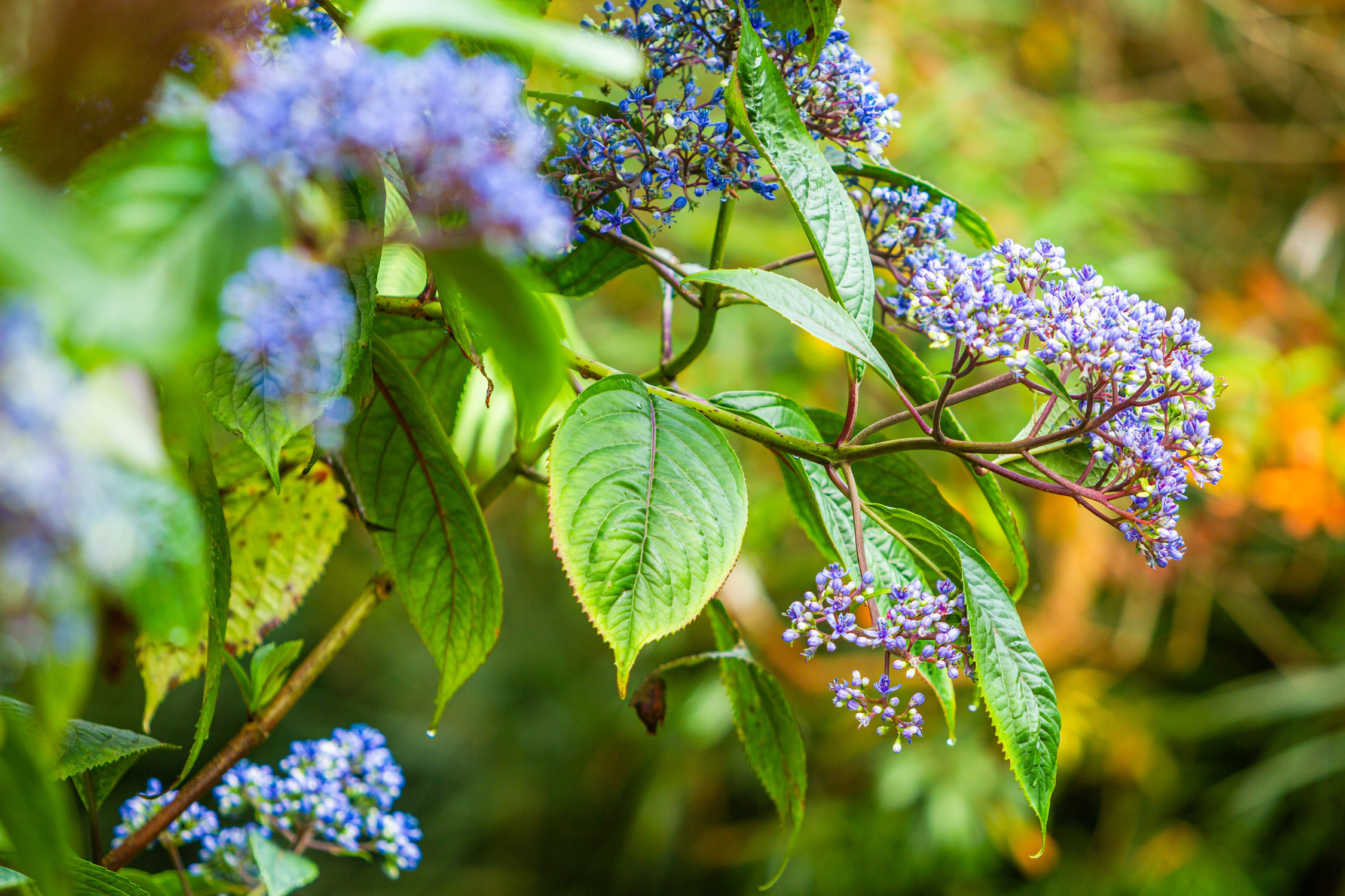 Dichroa - Trebah Garden